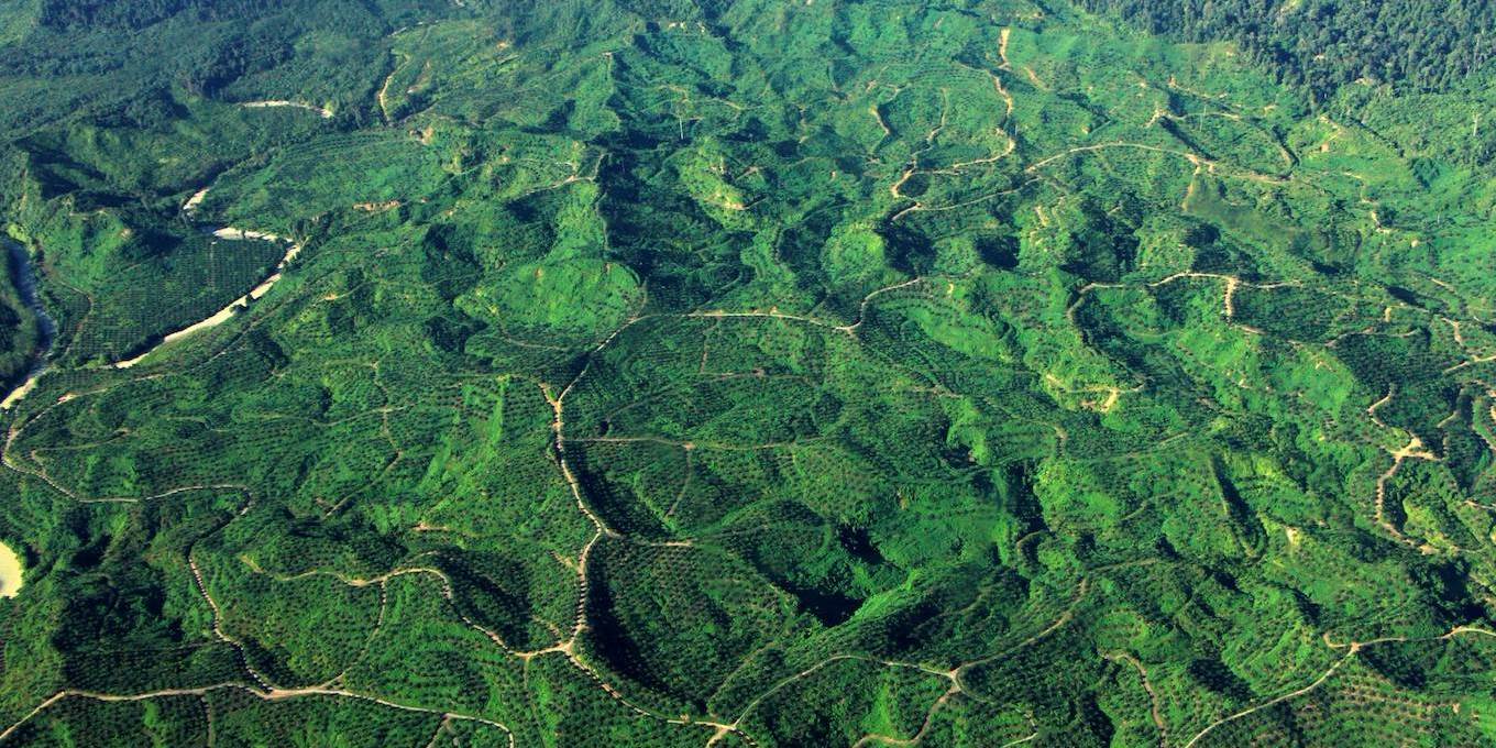 Natural Solutions to Climate Change by Justin Adams - Project Syndicate