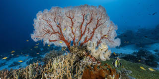 Filantropie moet verder gaan om de oceaan te redden by Shaun Seow ...