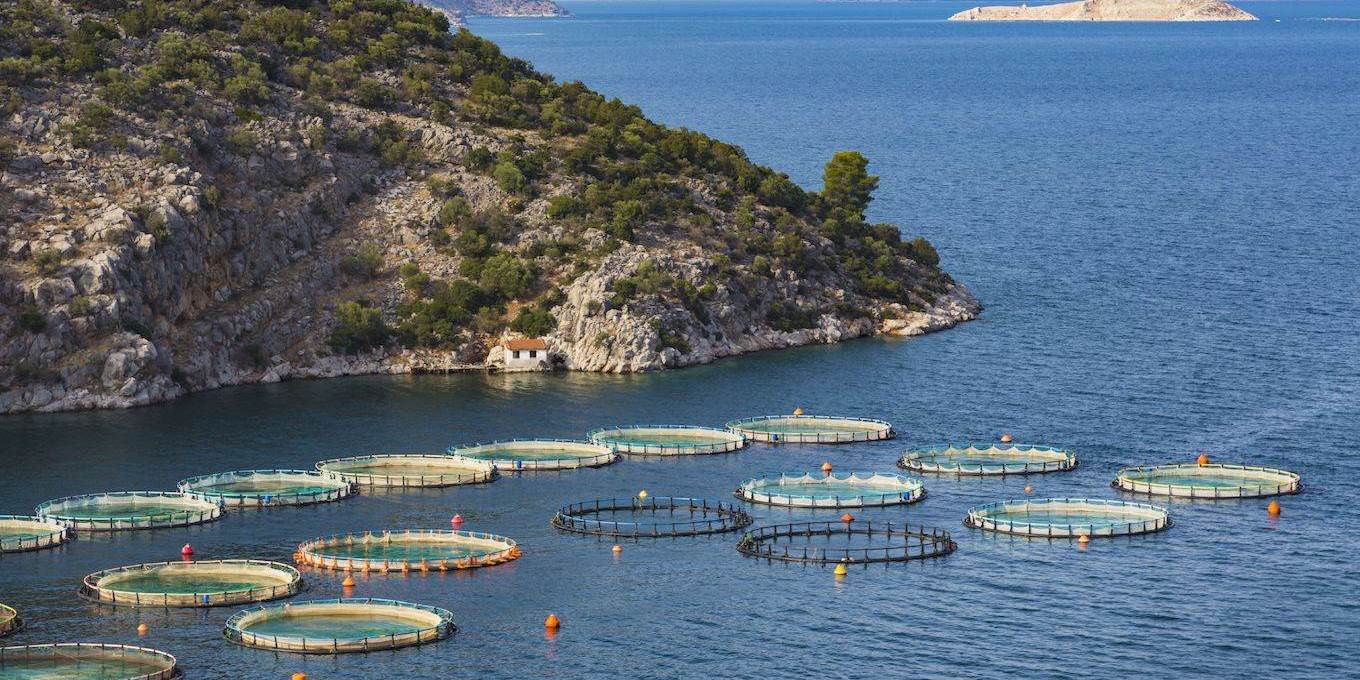 The Future of Fish Farming by Linus Blomqvist - Project Syndicate