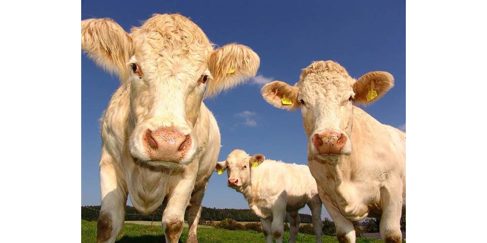 The Cow Who… by Peter Singer - Project Syndicate