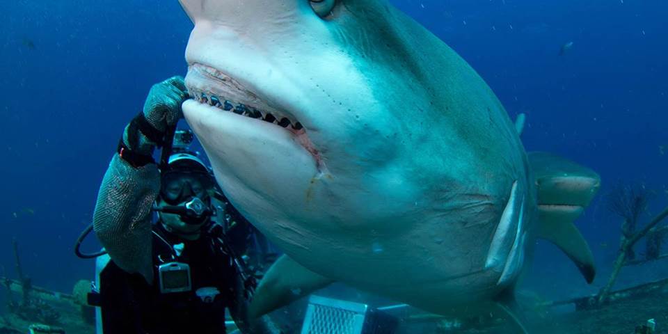 Смерть и надежда на океанских просторах by Derek Tittensor - Project ...