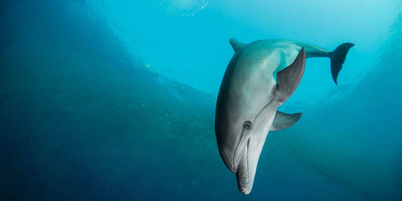 The Lethal Consequences of Misclassifying Dolphins by Peter Singer ...